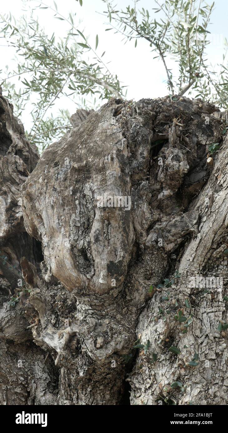 Gnarled olive tree hi-res stock photography and images - Alamy