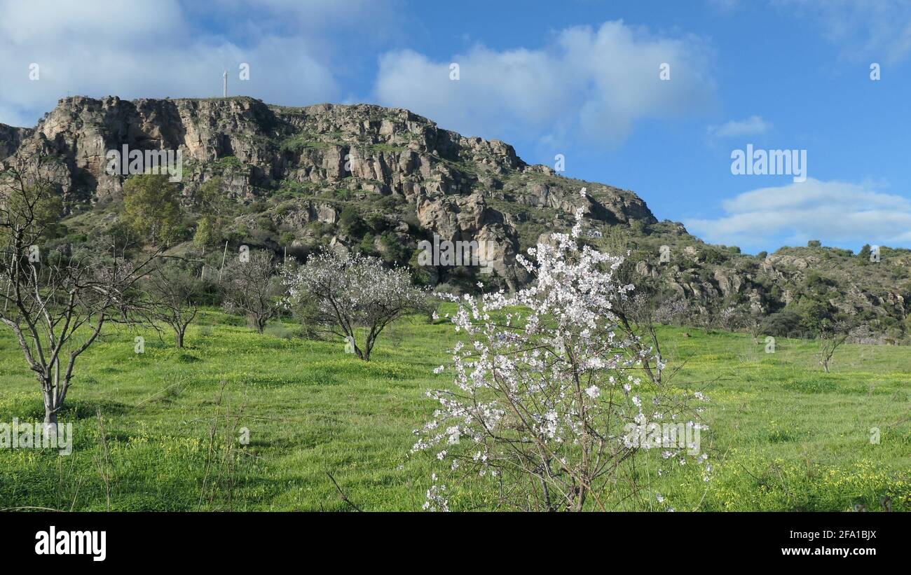 Almond trees fall hi-res stock photography and images - Alamy