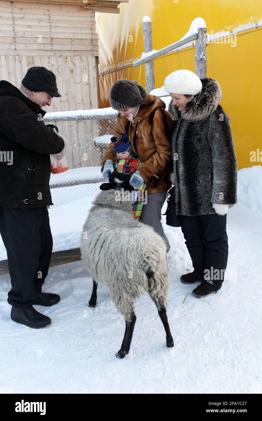 Toddler is feeding sheep on a farm in winter, Tyumen, Russia Stock ...