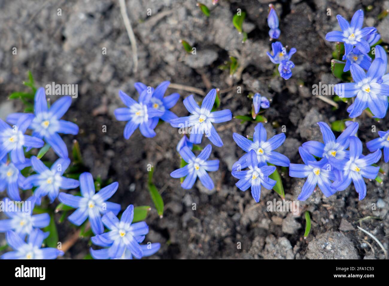 Spring flowers, blue snowdrops. Close-up . Nature North Scandinavia ...