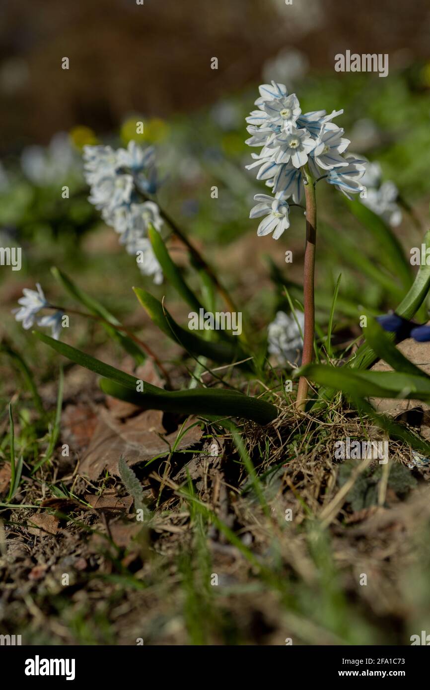 Primavera scandinavia hi-res stock photography and images - Alamy