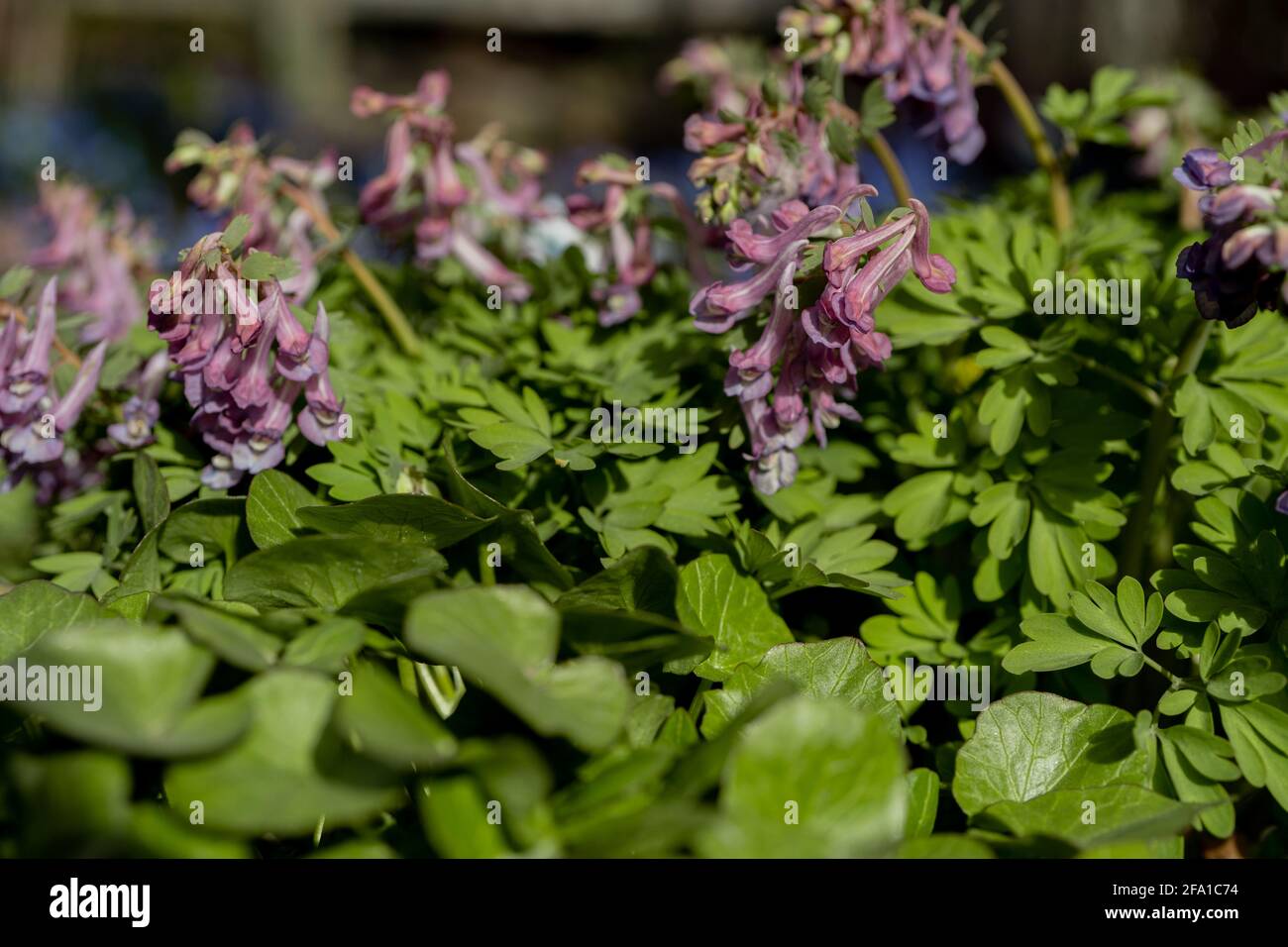 Small, spring flowers,. Close-up . Nature North Scandinavia Concept ...
