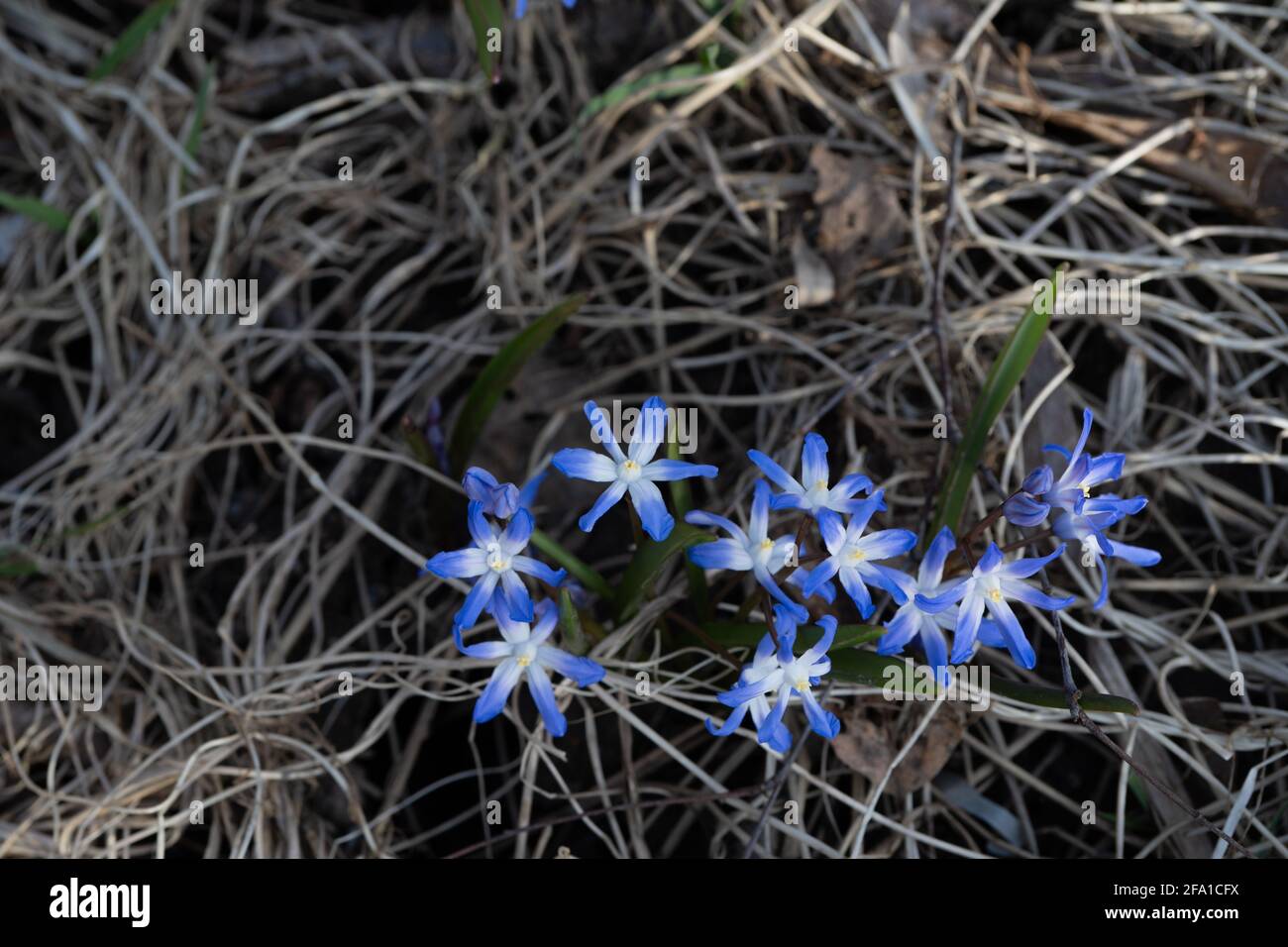 Primavera scandinavia hi-res stock photography and images - Alamy