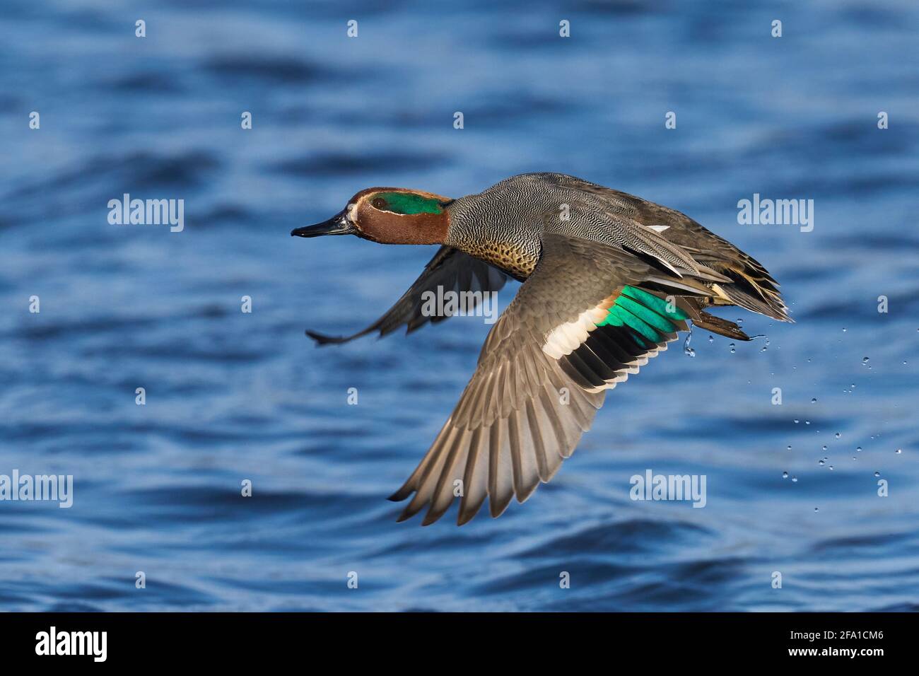 Eurasian teal hi-res stock photography and images - Alamy