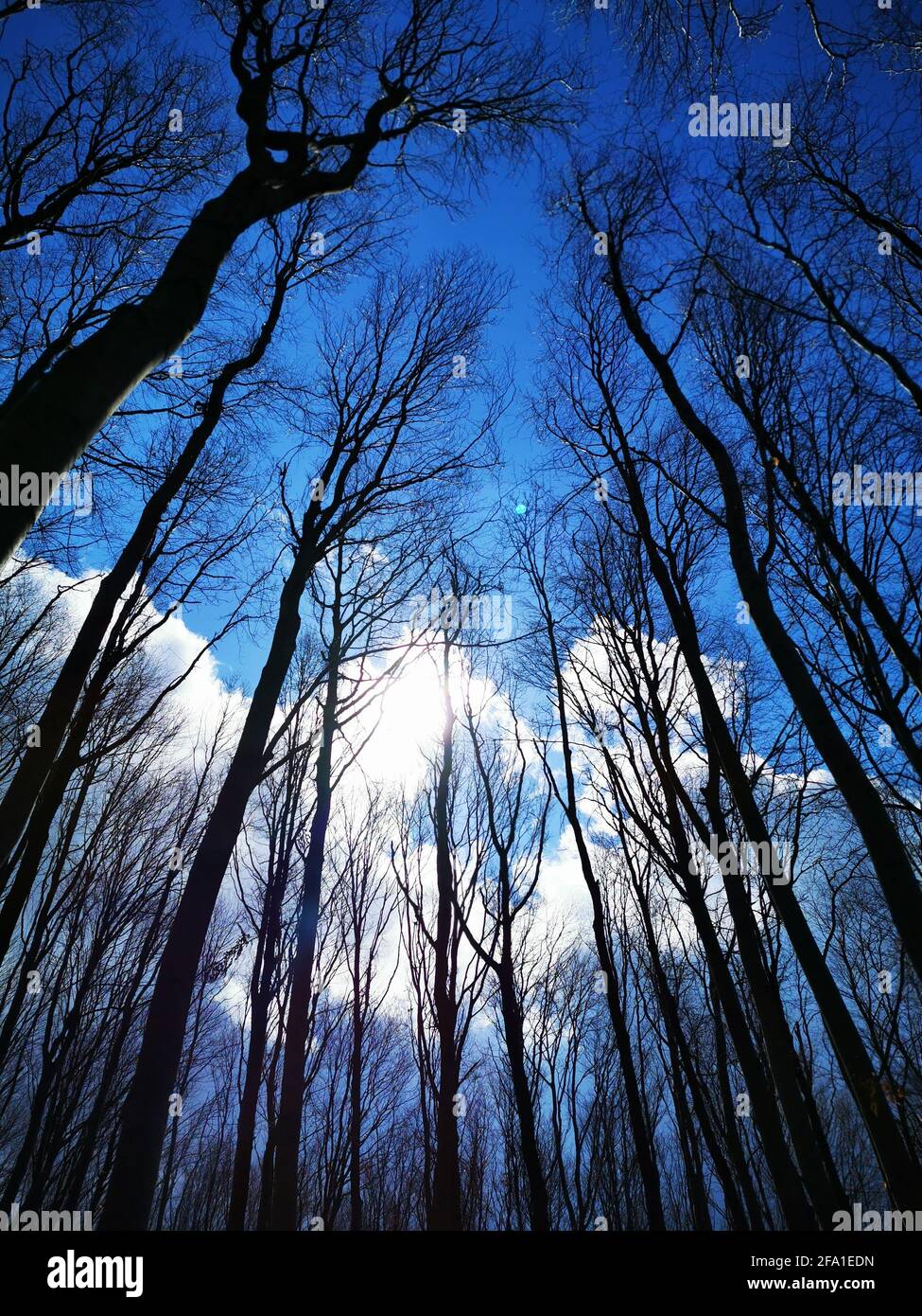 Low angle shot of tall withered tree in the forest Stock Photo - Alamy