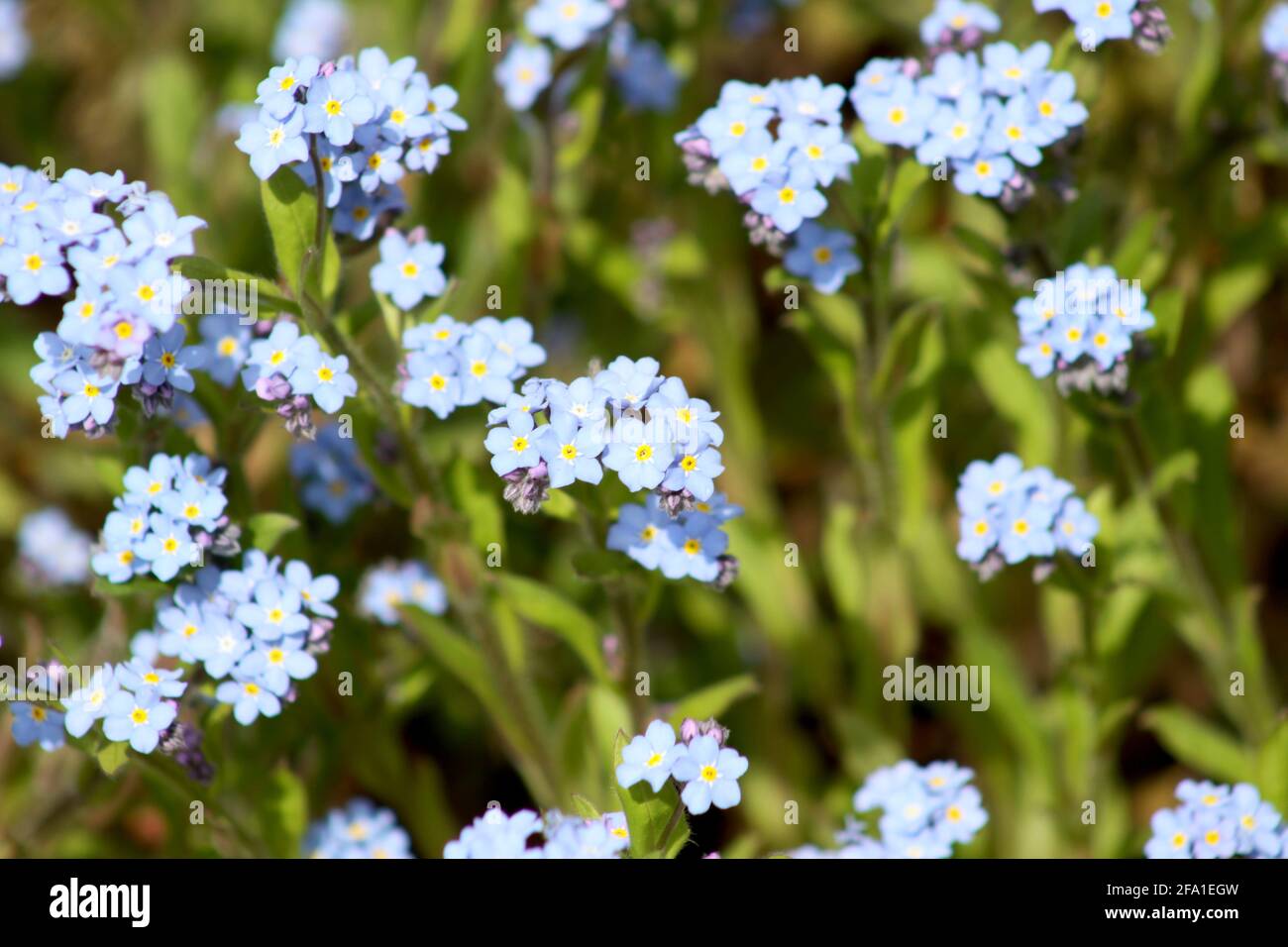 Field forget-me-not in bloom closeup Stock Photo - Alamy