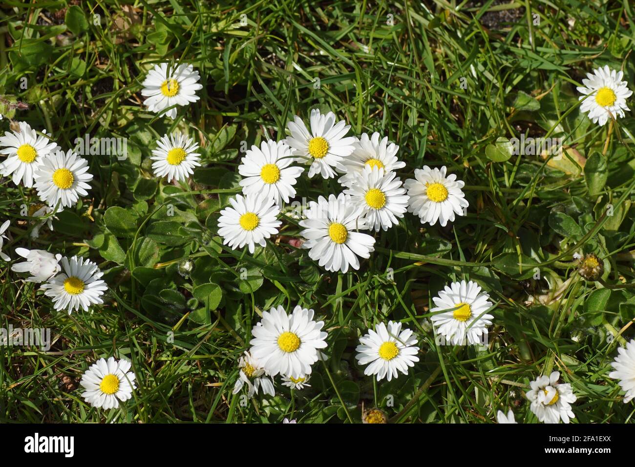 Common daisy leaves hi-res stock photography and images - Alamy