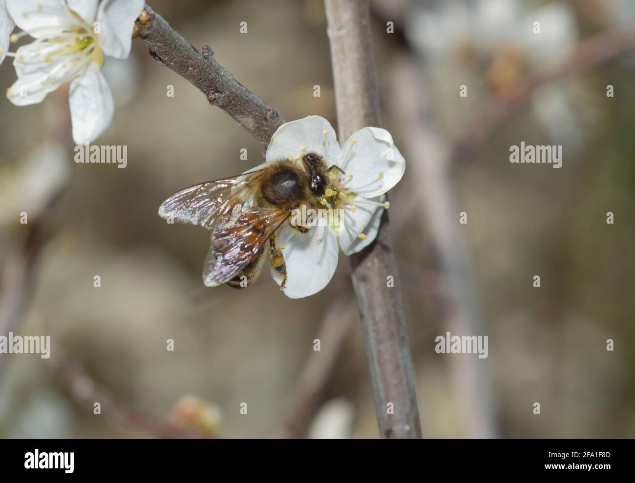 Bee wing close up image hi-res stock photography and images - Alamy