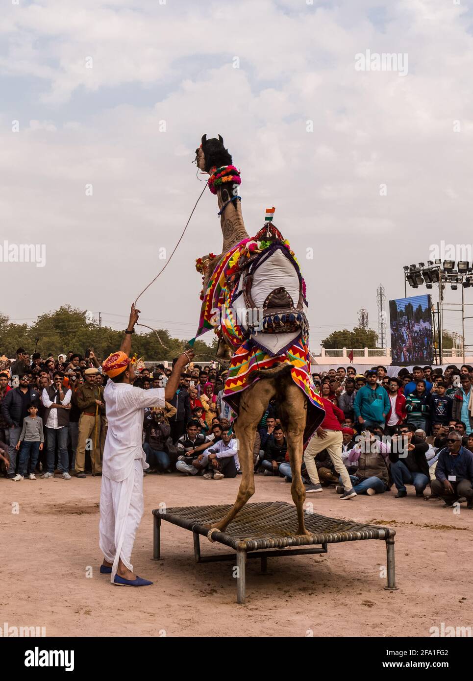 Bikaner, Rajasthan, India, January 2019 : Colorful camel performing ...