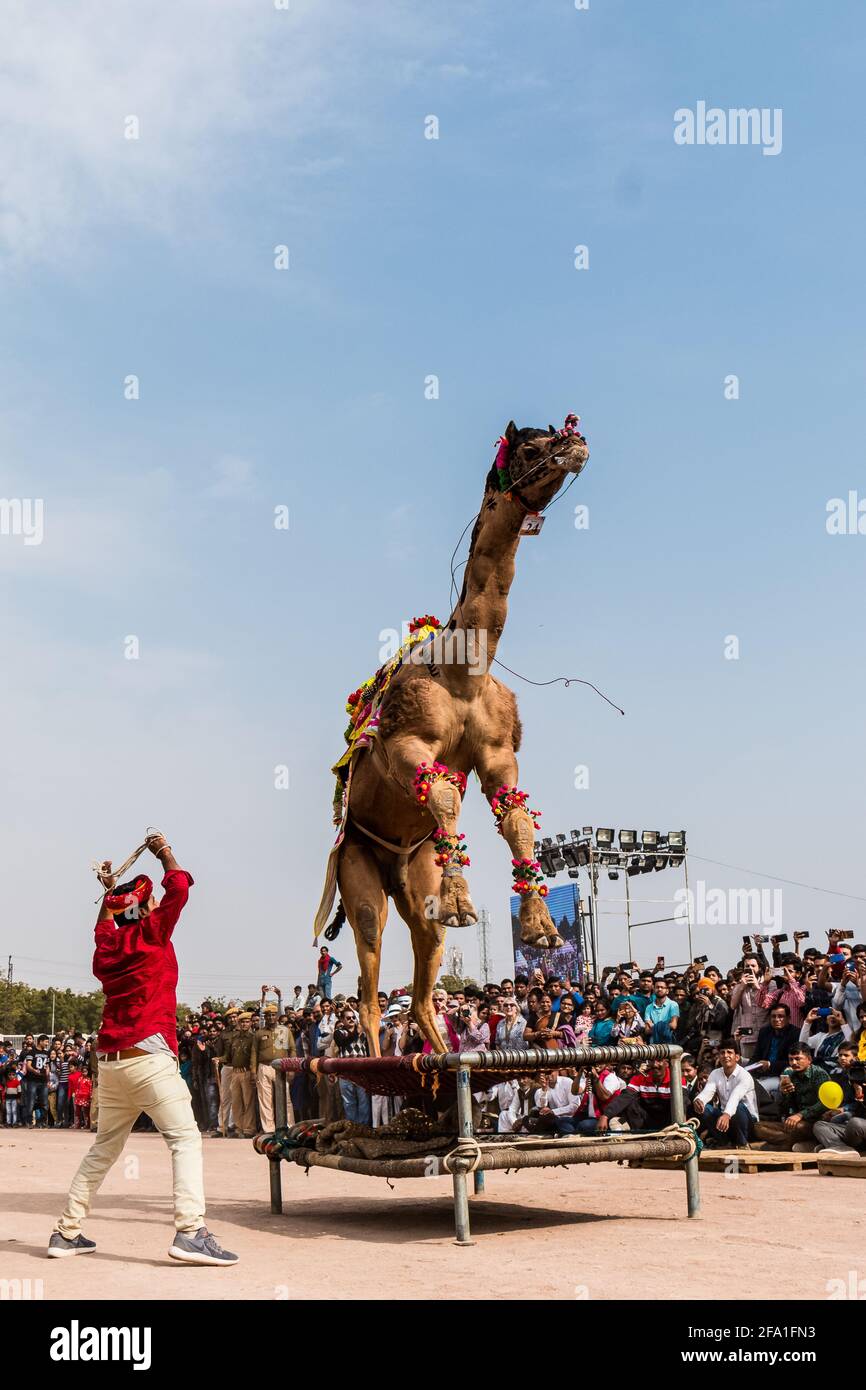 Bikaner, Rajasthan, India, January 2019 : Colorful camel performing ...