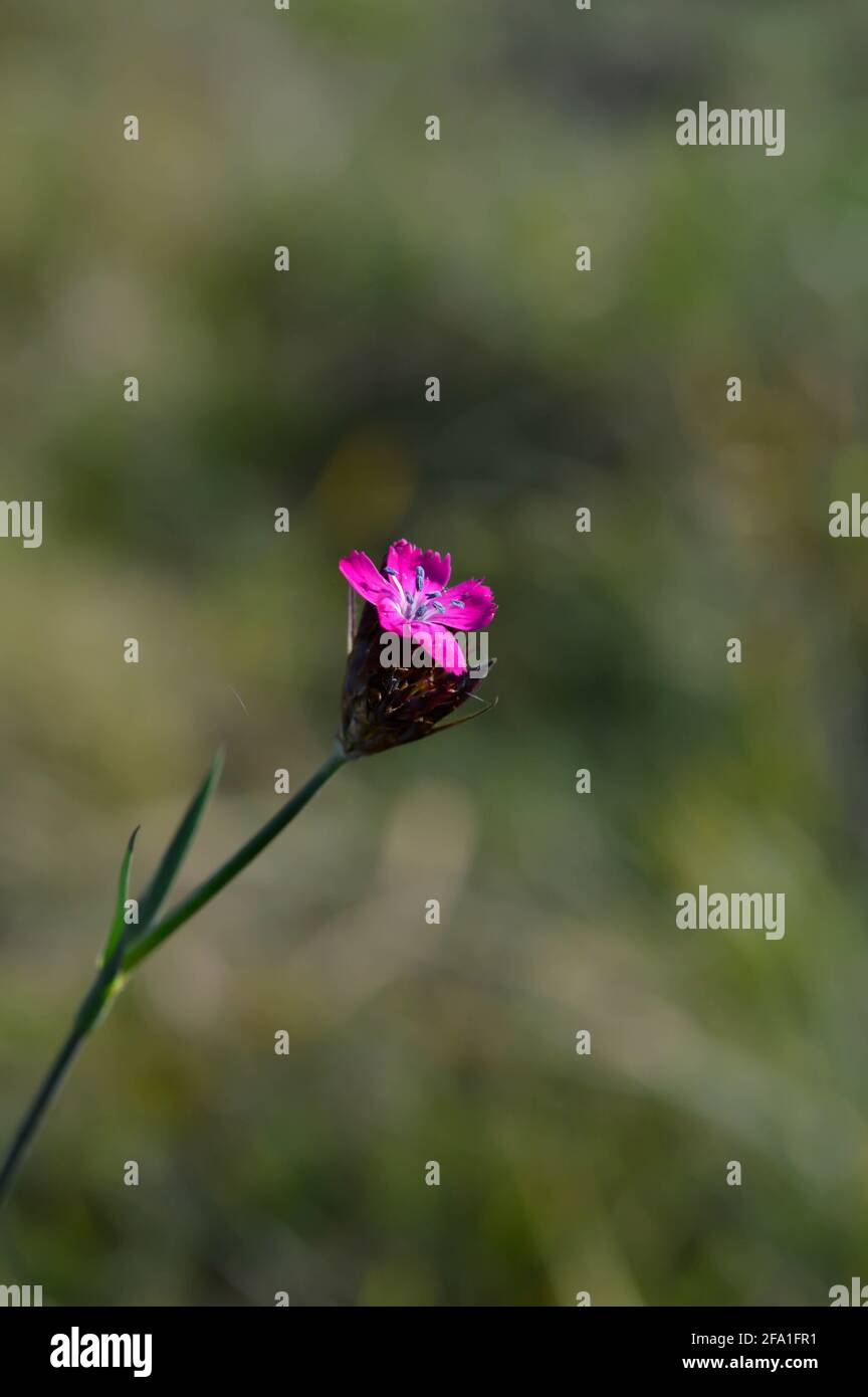 Wild Carnation flower in nature, close up flower head Stock Photo - Alamy