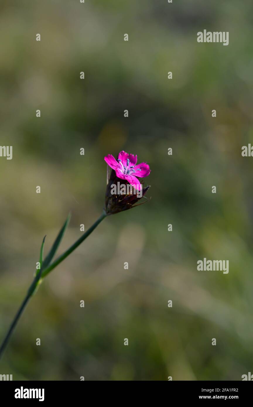 Wild Carnation flower in nature, close up flower head Stock Photo - Alamy
