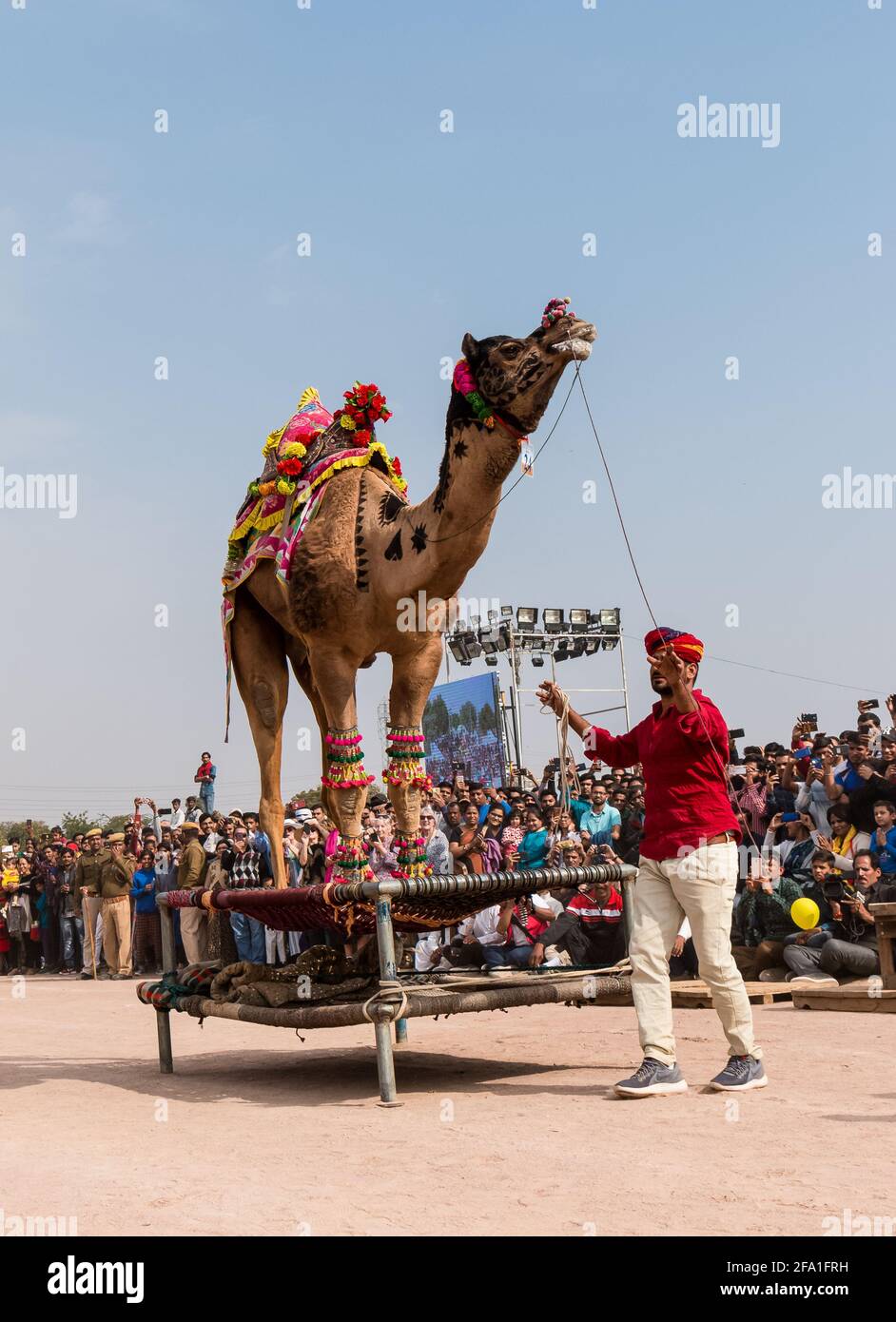 Bikaner, Rajasthan, India, January 2019 : Colorful camel performing ...