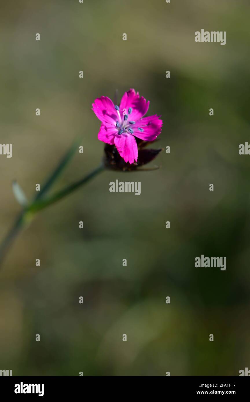 Wild Carnation flower in nature, close up flower head Stock Photo - Alamy