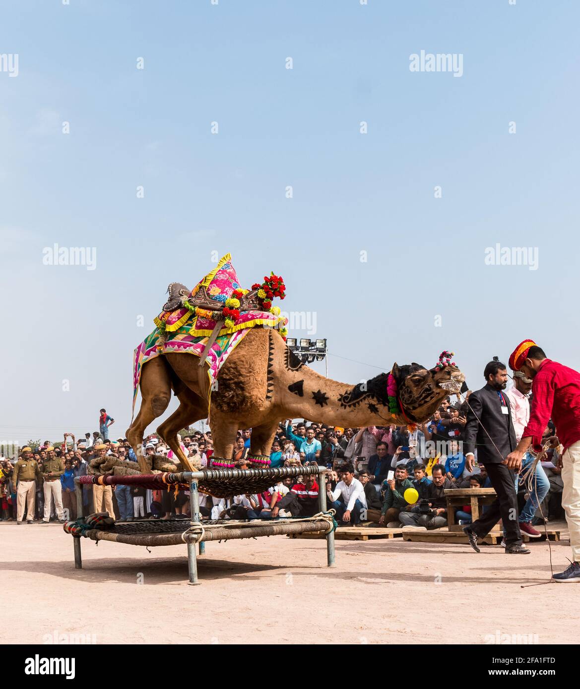 Bikaner, Rajasthan, India, January 2019 : Colorful camel performing ...