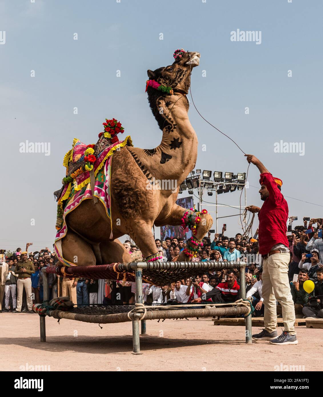 Bikaner, Rajasthan, India, January 2019 : Colorful camel performing ...