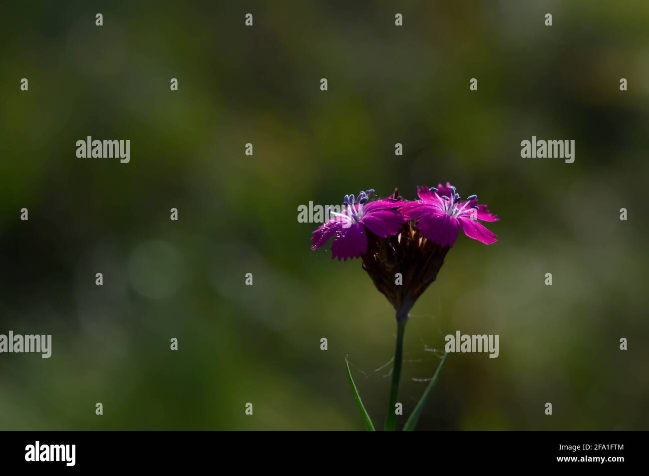 Wild carnation hi-res stock photography and images - Alamy