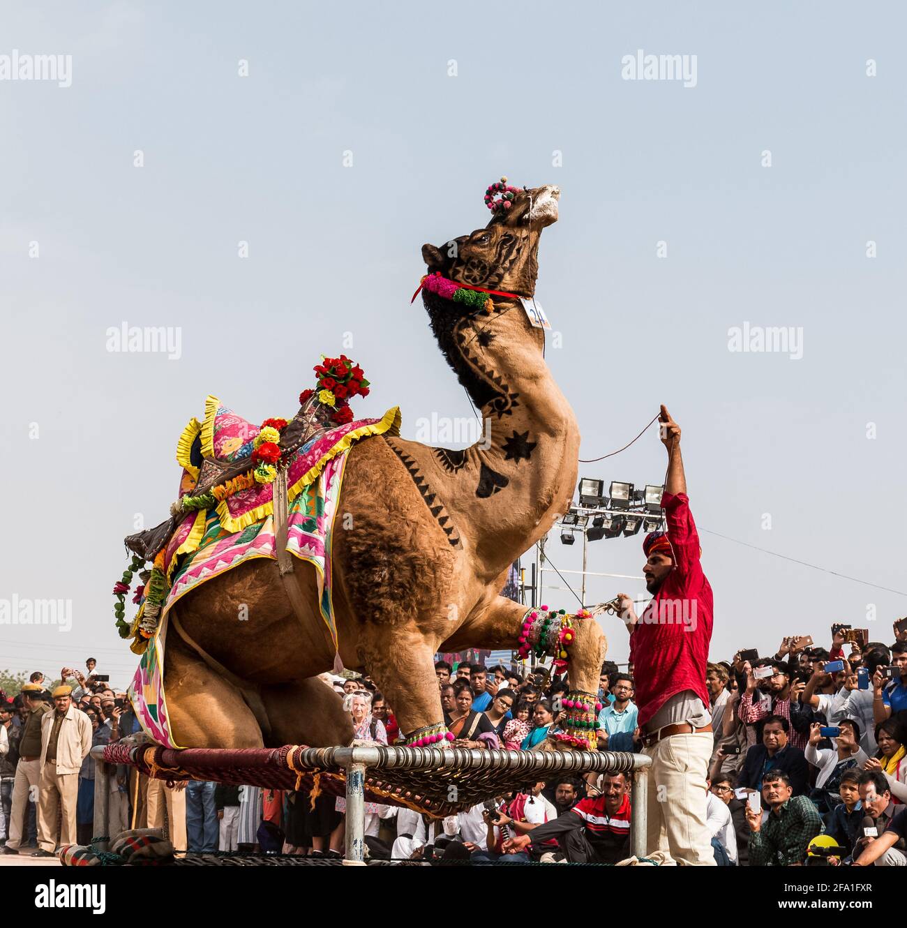 Bikaner, Rajasthan, India, January 2019 : Colorful camel performing ...