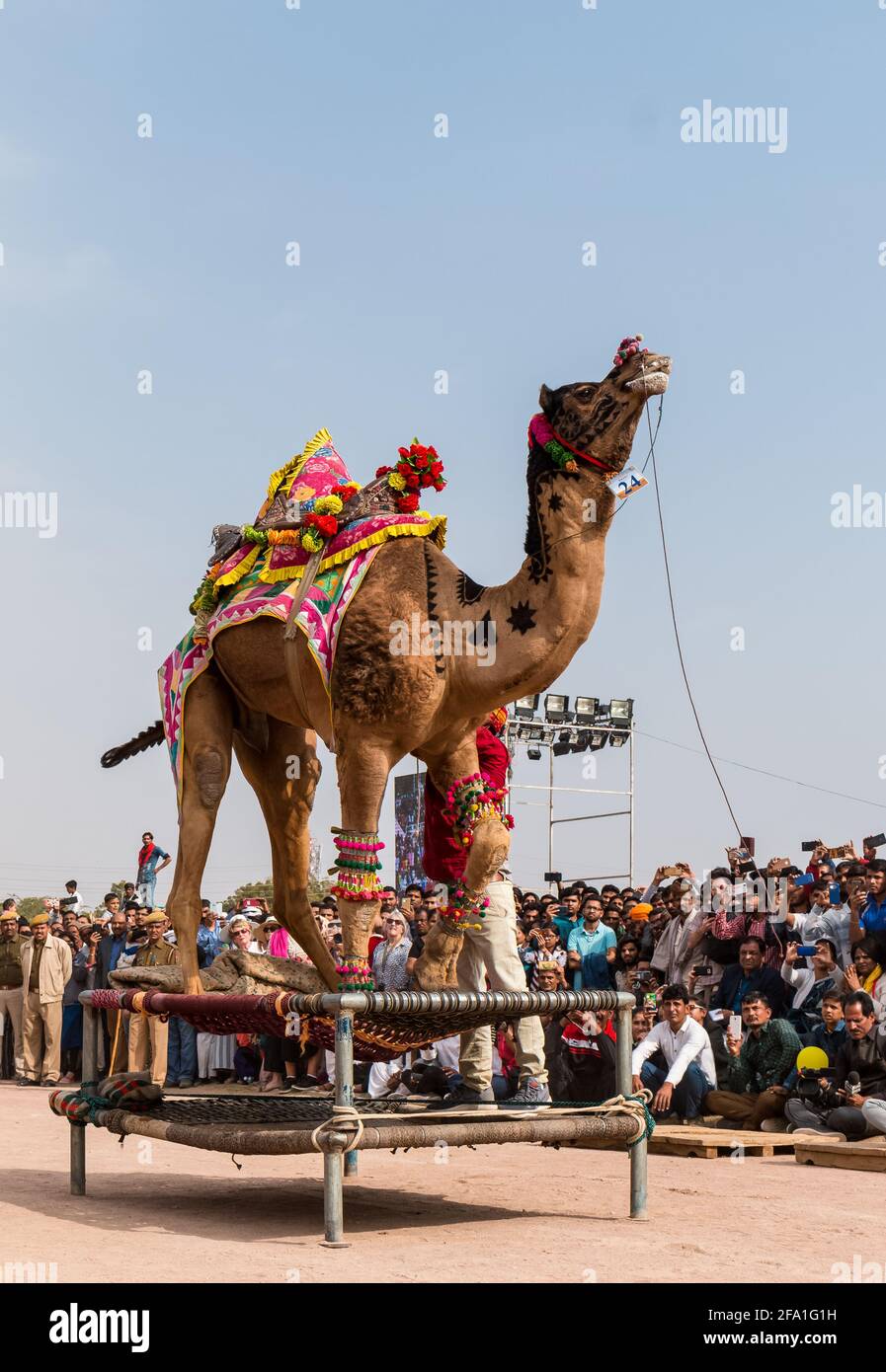 Bikaner, Rajasthan, India, January 2019 : Colorful camel performing ...