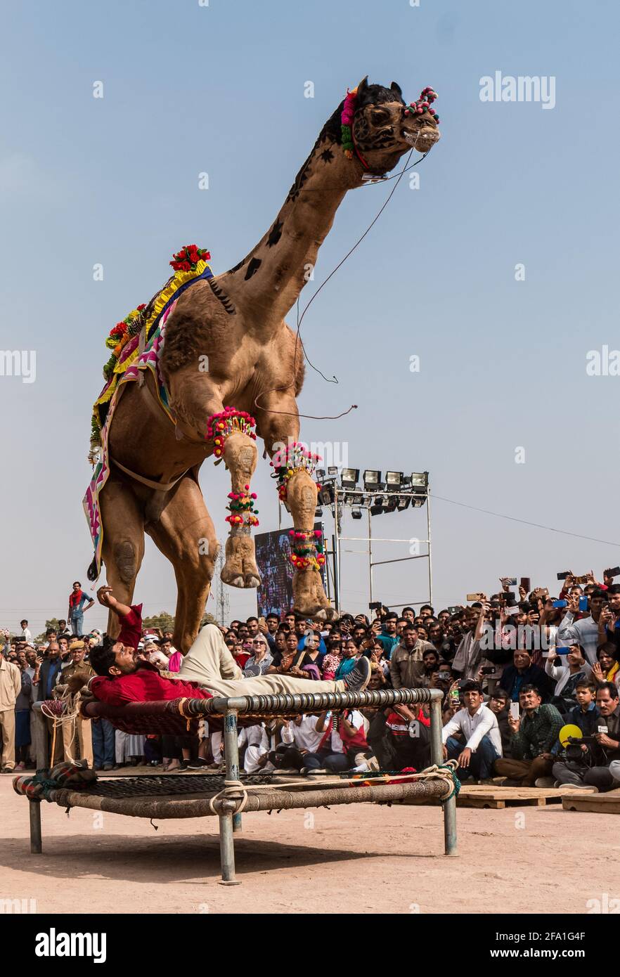 Bikaner, Rajasthan, India, January 2019 : Colorful camel performing ...