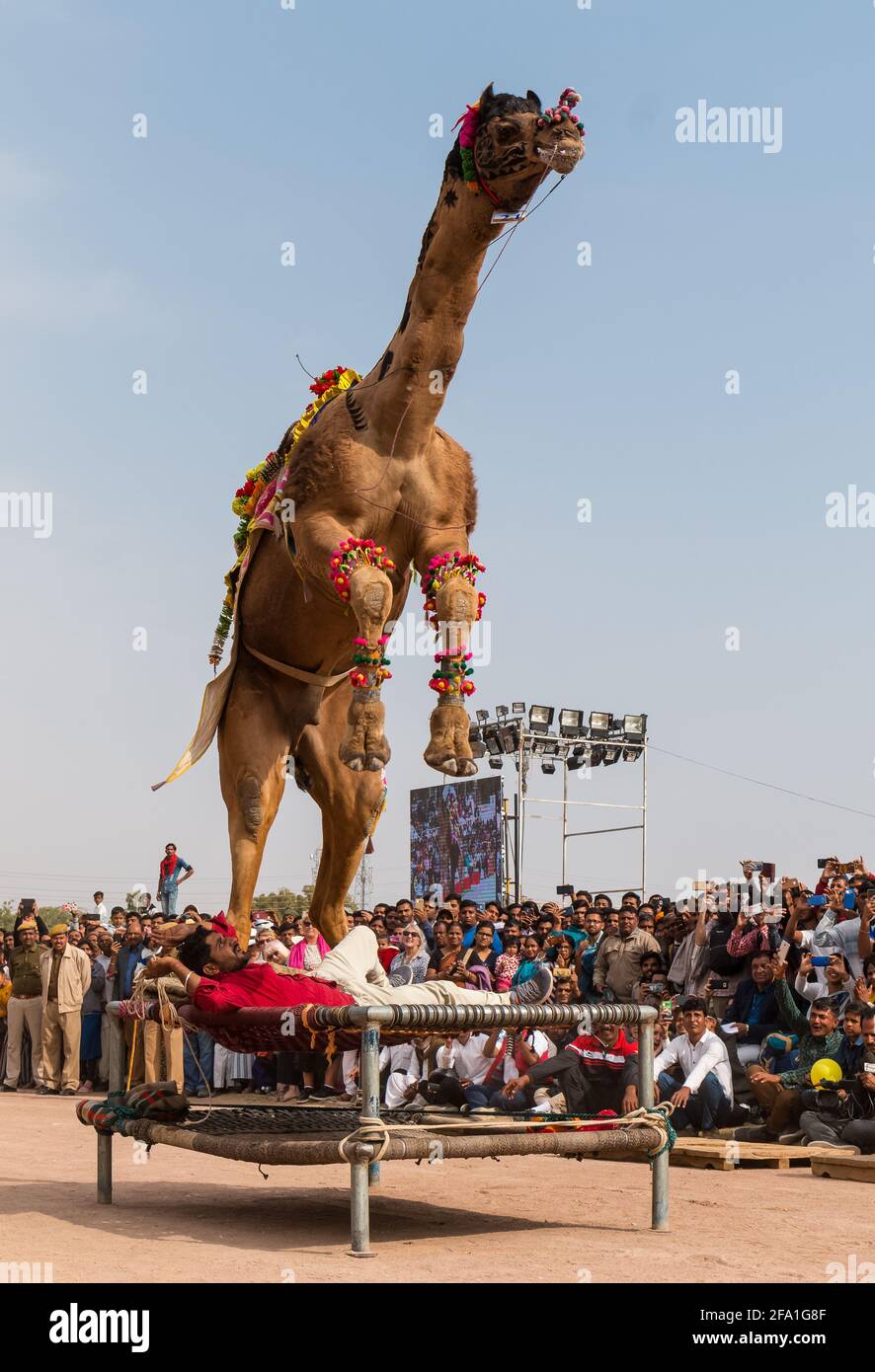 Bikaner, Rajasthan, India, January 2019 : Colorful camel performing ...