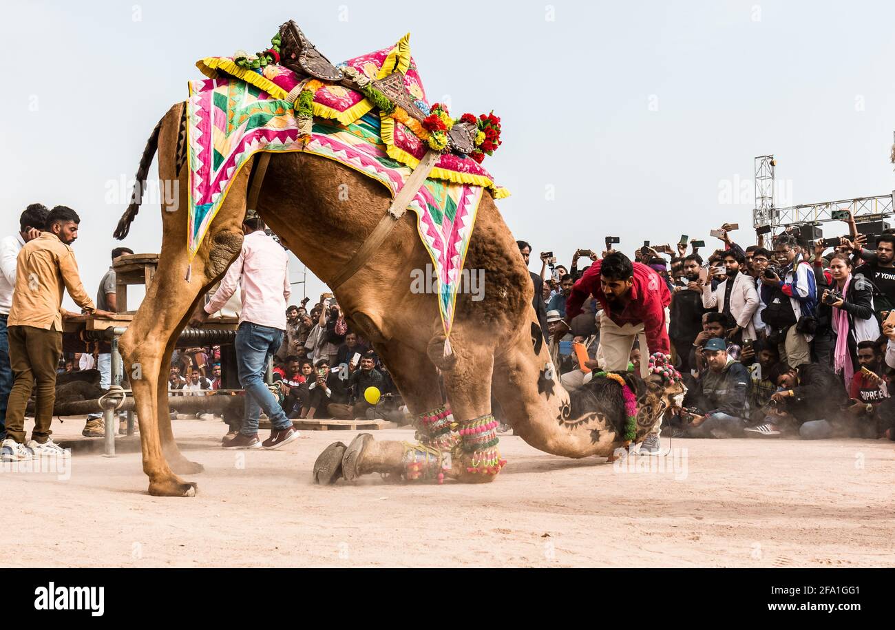 Bikaner, Rajasthan, India, January 2019 : Colorful camel performing ...