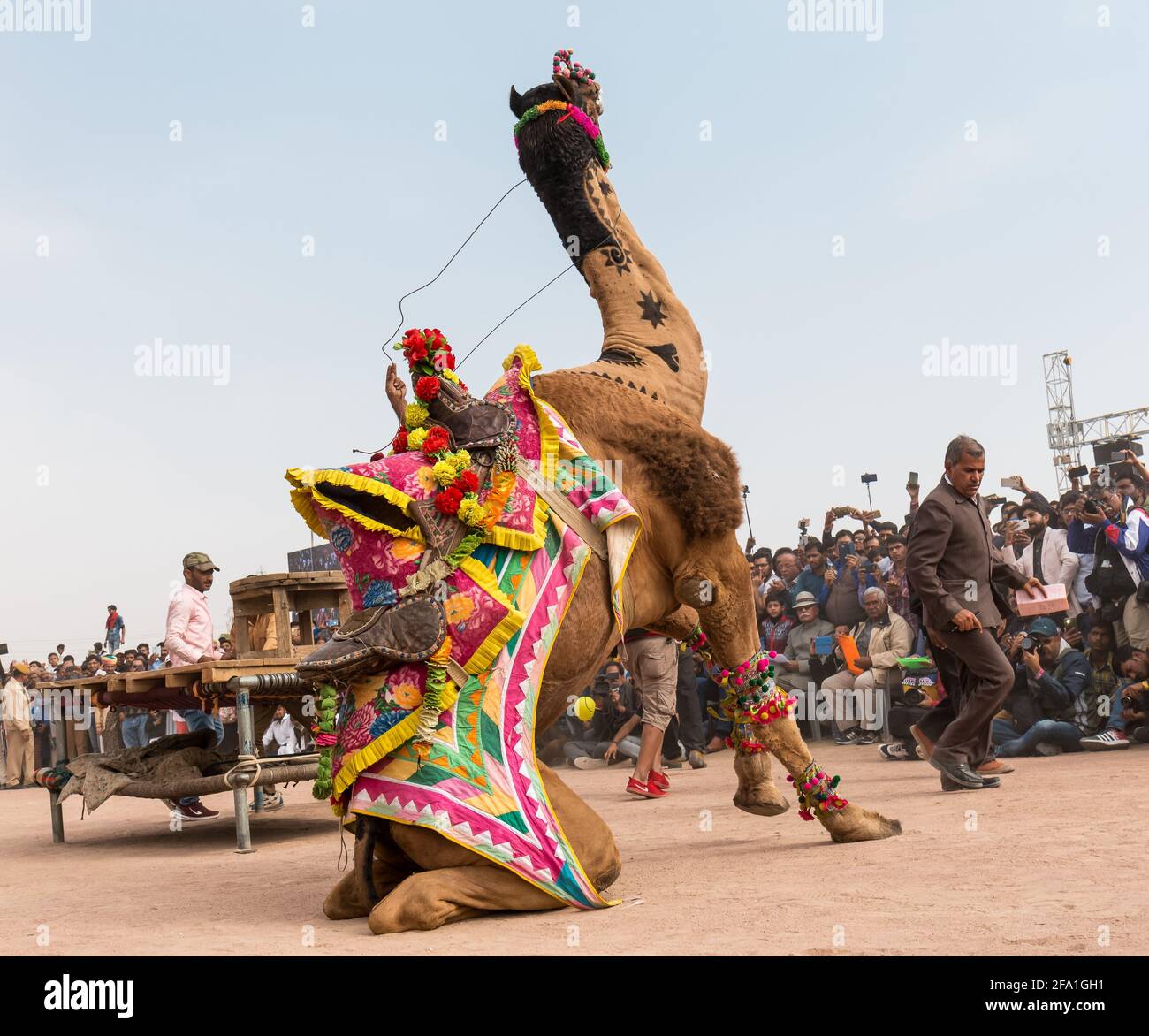 Bikaner, Rajasthan, India, January 2019 : Colorful camel performing ...