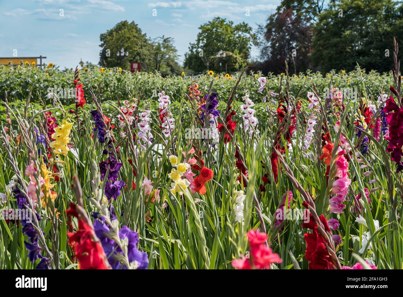 Field gladiolus hi-res stock photography and images - Alamy