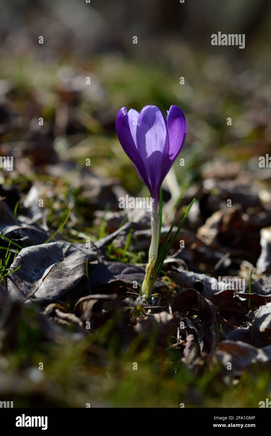 Purple crocus flowers, Colchicum, in a green grass meadow. Close up ...