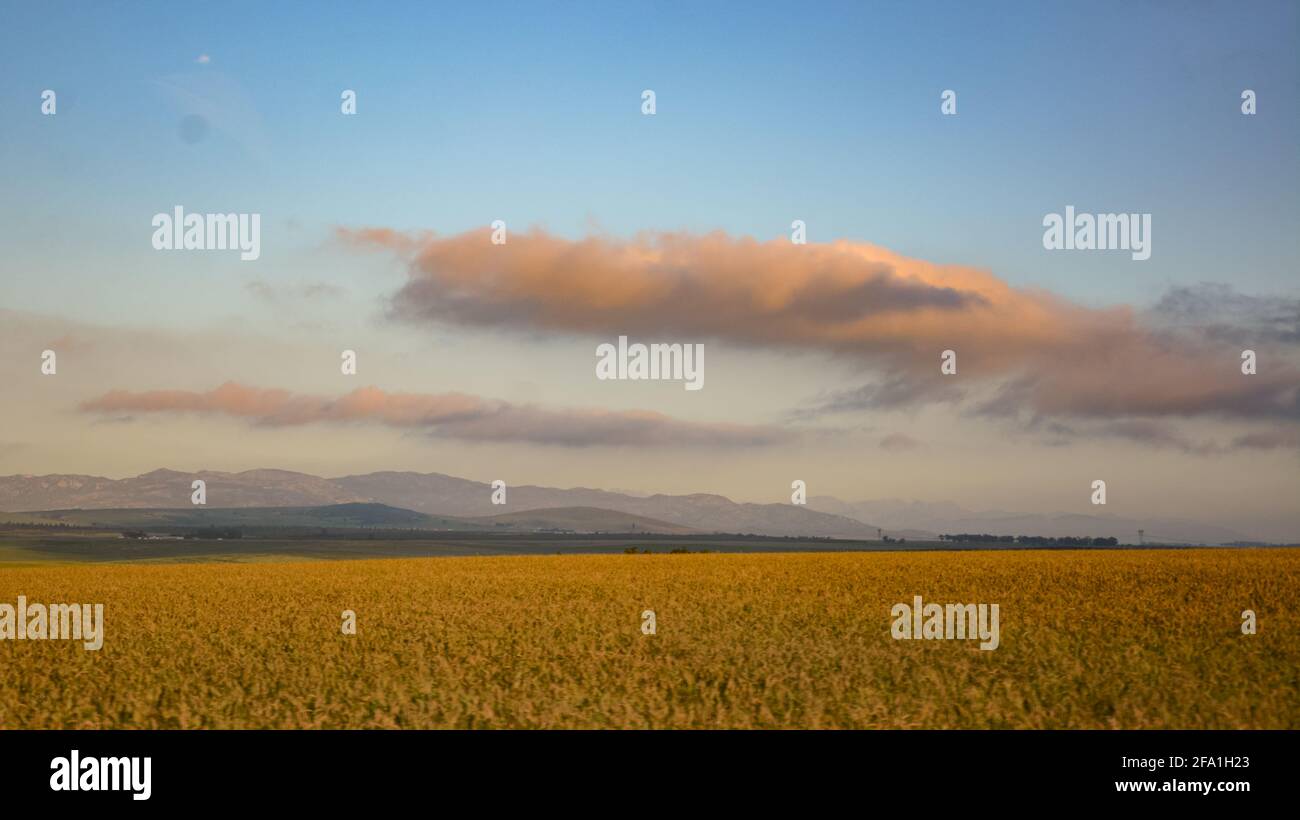 Yellow maize hi-res stock photography and images - Alamy