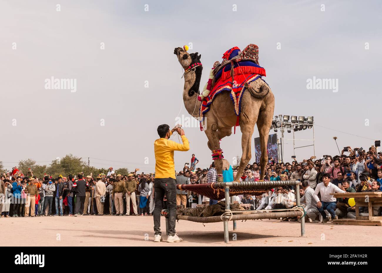Bikaner, Rajasthan, India, January 2019 : Colorful camel performing ...