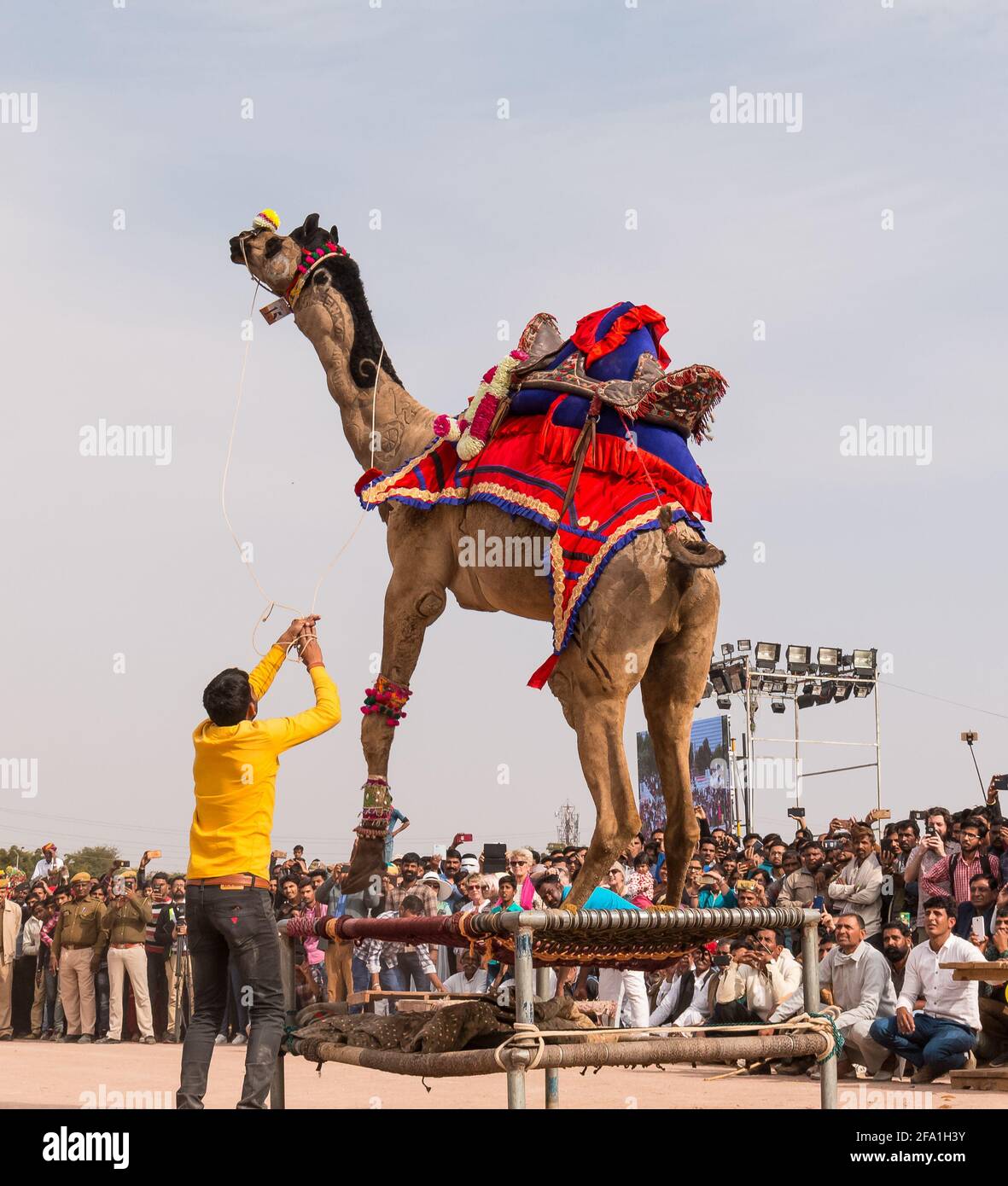Bikaner, Rajasthan, India, January 2019 : Colorful camel performing ...