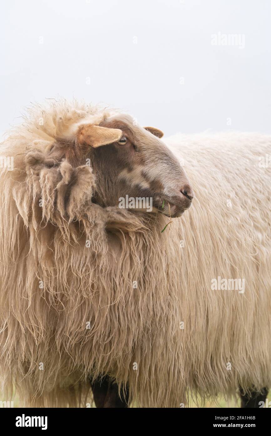 One sheep in the mist. The sheep looks into the camera, detail shot of ...