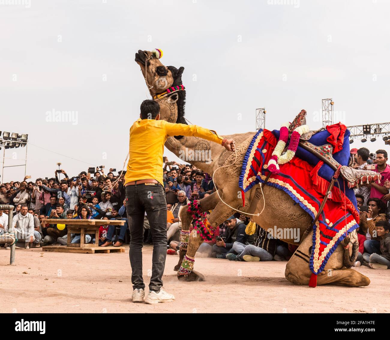 Bikaner, Rajasthan, India, January 2019 : Colorful camel performing ...