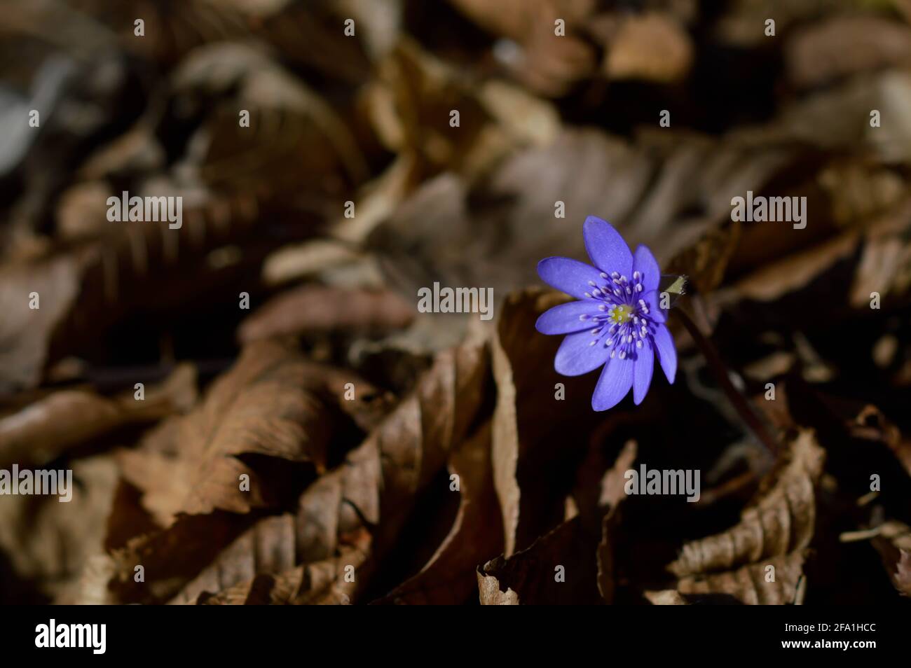 Anemone hepatica small blue purple early spring wildflower in nature ...