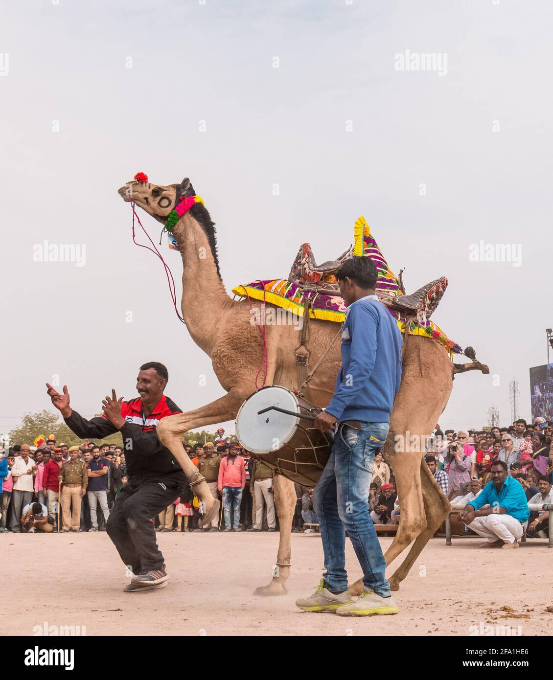 Bikaner, Rajasthan, India, January 2019 : Colorful camel performing ...