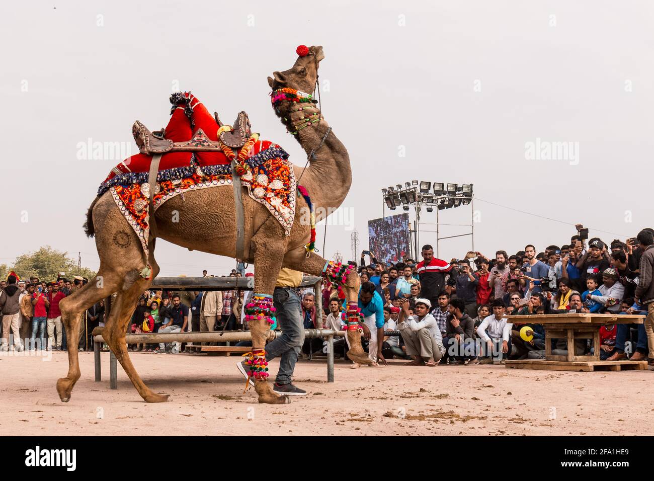 Camel Decoration Jaisalmer India High Resolution Stock Photography and ...