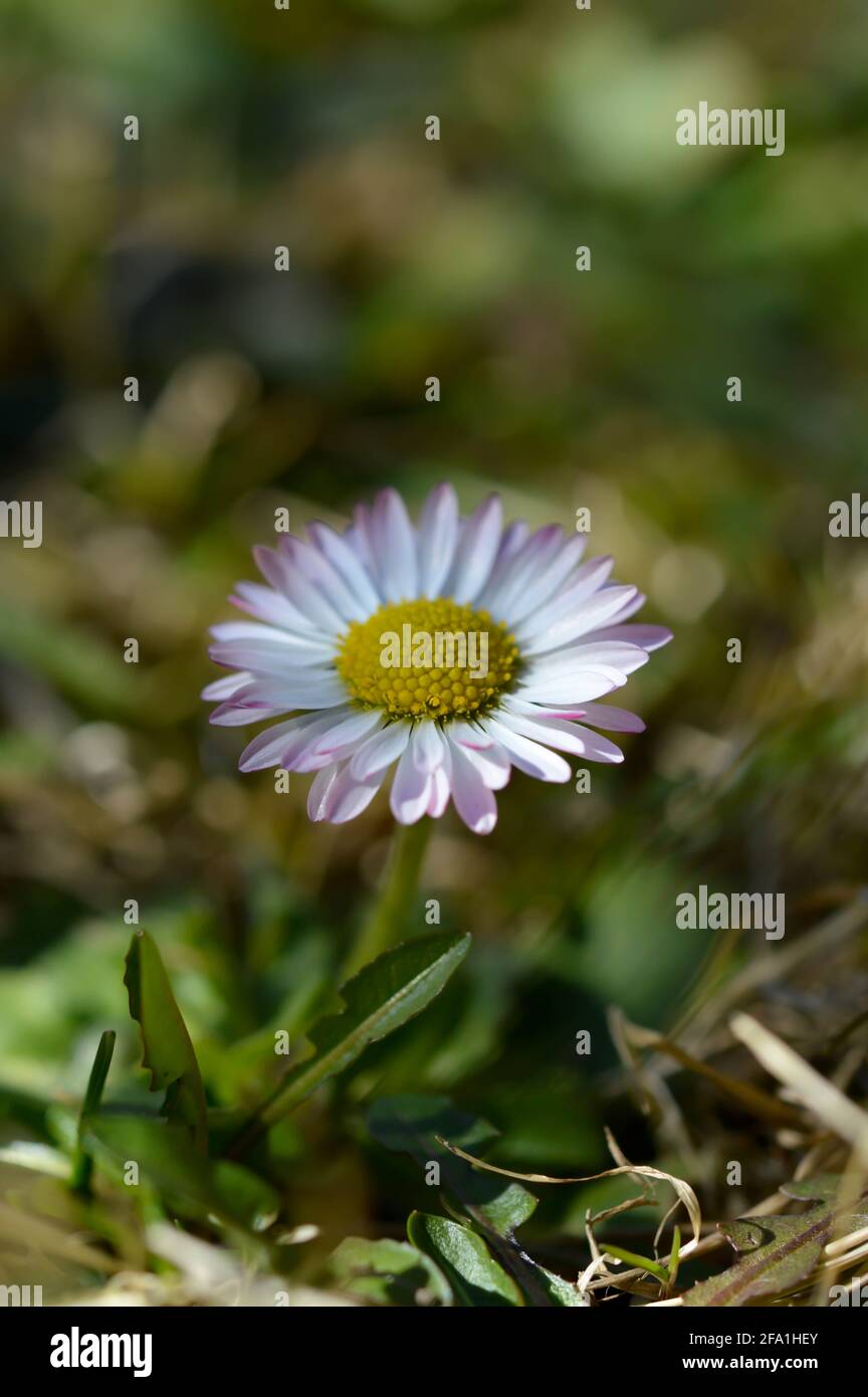 Common daisy flower in nature close up flower head, small pinkish white ...