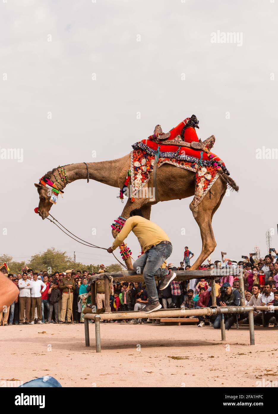 Bikaner, Rajasthan, India, January 2019 : Colorful camel performing ...