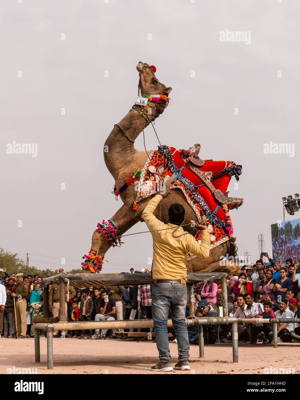 Bikaner, Rajasthan, India, January 2019 : Colorful camel performing ...