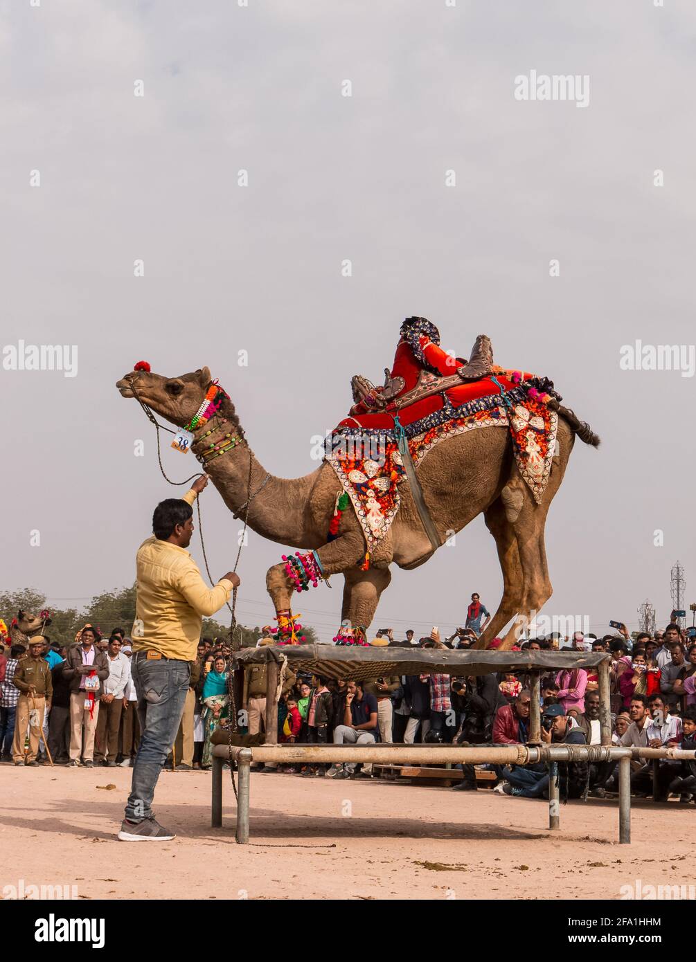 Bikaner, Rajasthan, India, January 2019 : Colorful camel performing ...