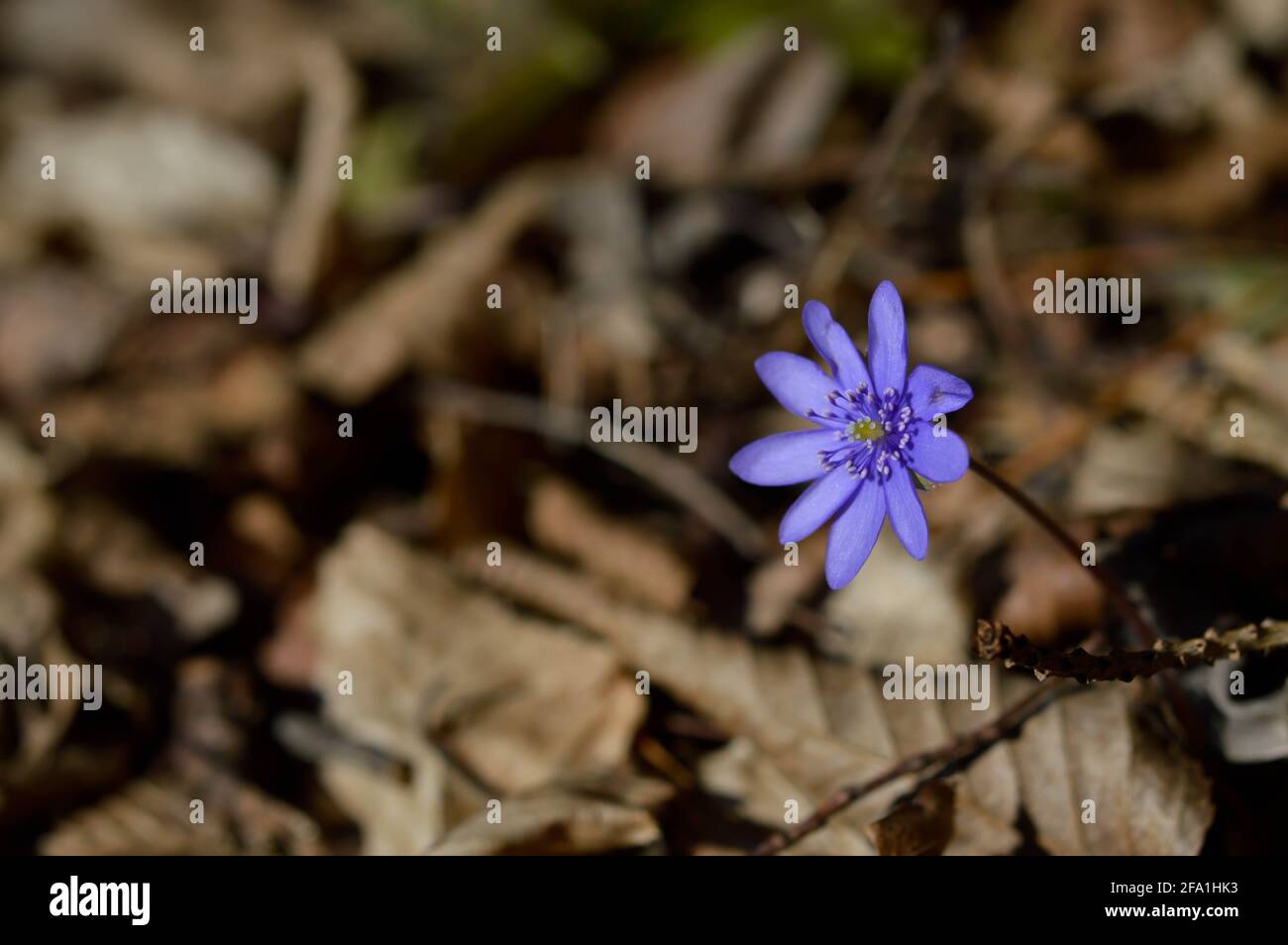 Small blue, purple wildflower in the woods, early spring, close up ...