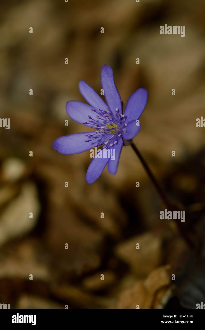 Anemone hepatica, small early spring purple wildflower, blue spring ...