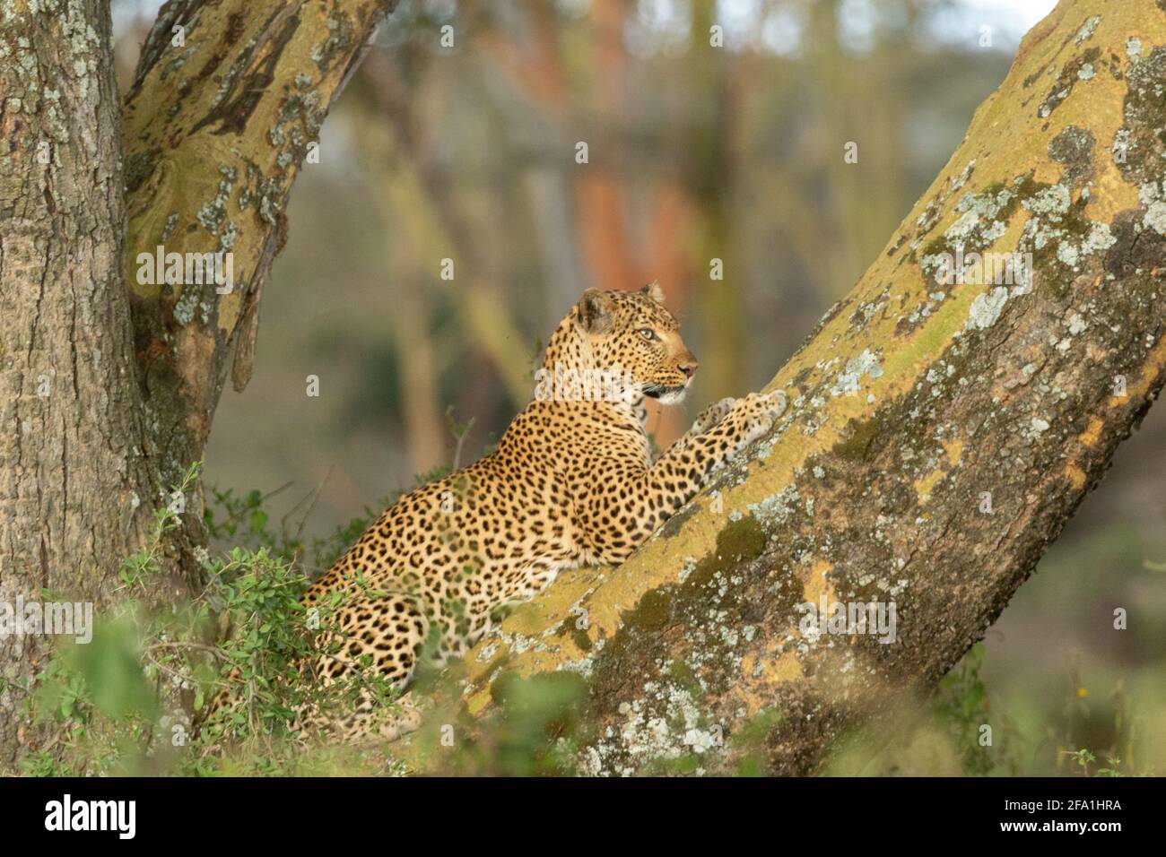 Leopard relaxing in a tree Stock Photo - Alamy
