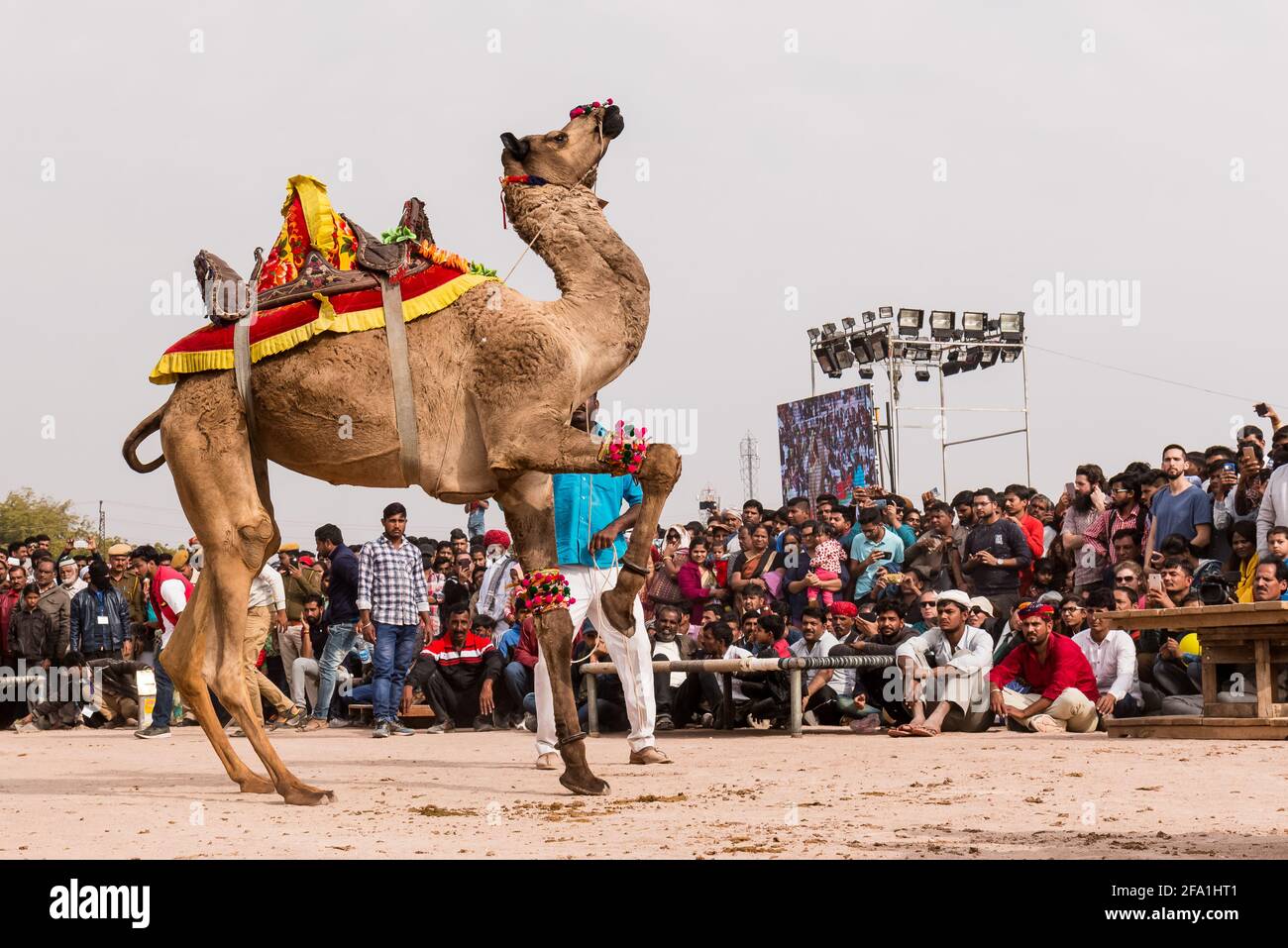 Bikaner, Rajasthan, India, January 2019 : Colorful camel performing ...