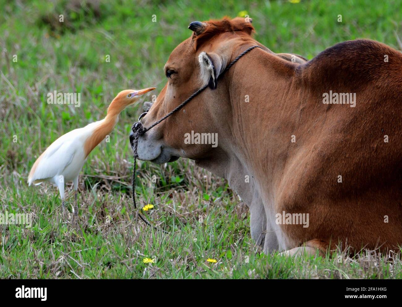 Waterfowl migration route hi-res stock photography and images - Alamy