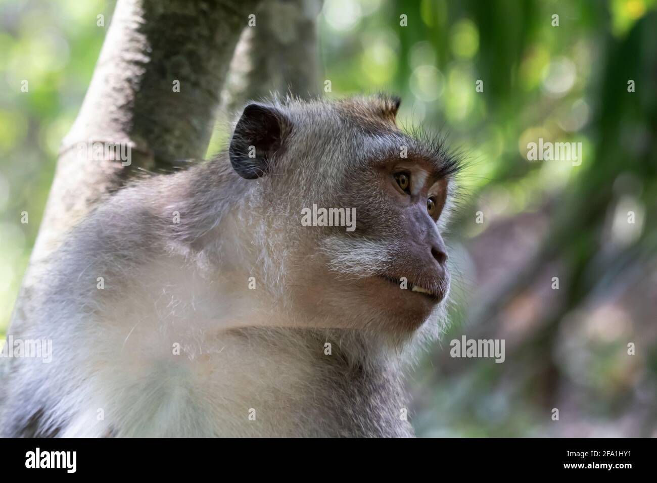 Balinese Long Tailed Monkey (macaque). Yellow eyes. Tree, green ...