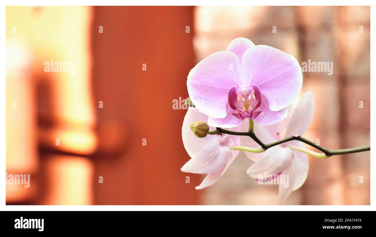Explore your garden Cut Out Stock Images & Pictures - Alamy