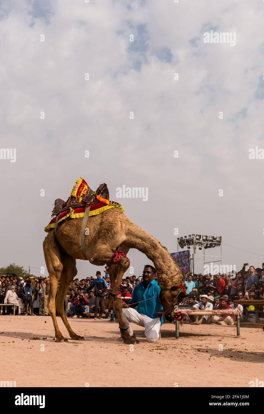 Bikaner, Rajasthan, India, January 2019 : Colorful camel performing ...