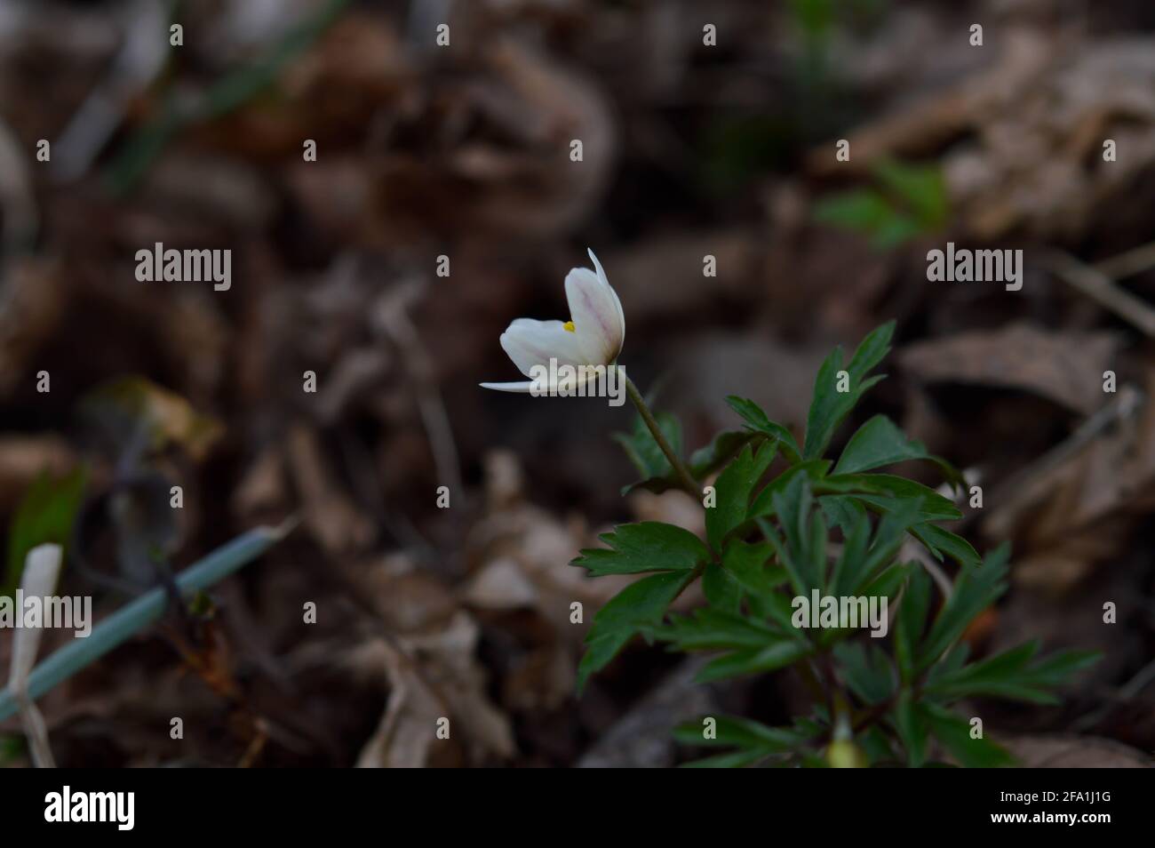 Wood anemone, early spring white wildflower in nature. Small white ...